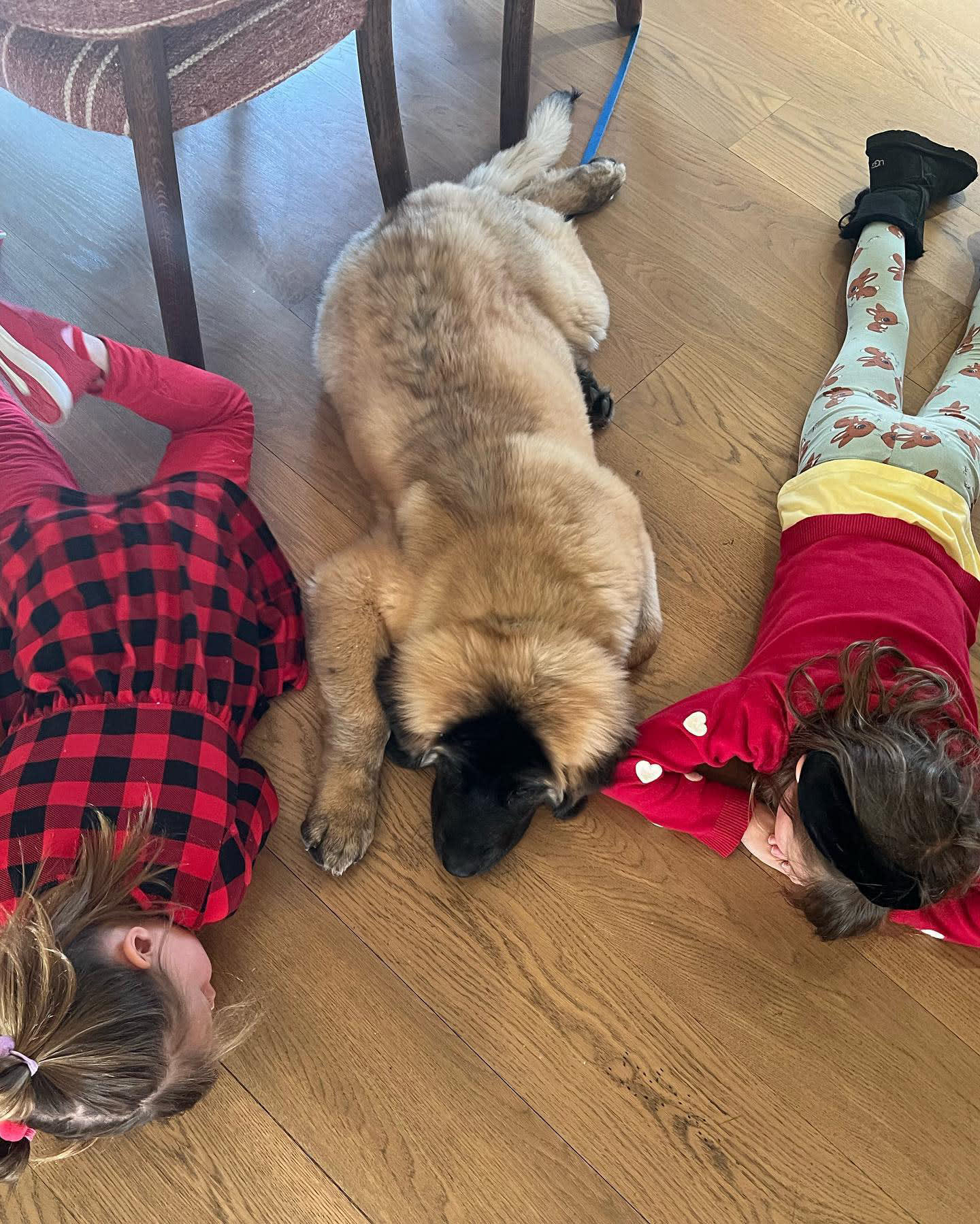 Adam Levine And His Dog Maxine The Fluffy Corgi Adam Levine Needs To