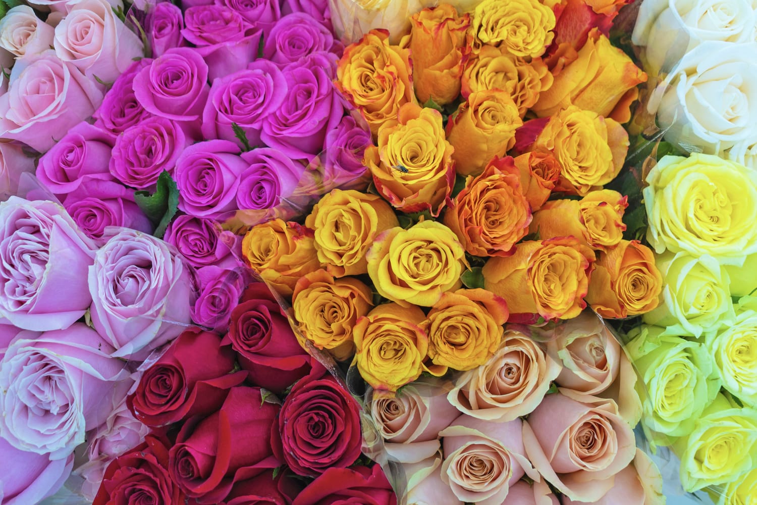 Colours Of Rose Flowers And Their Meanings Best Flower Site