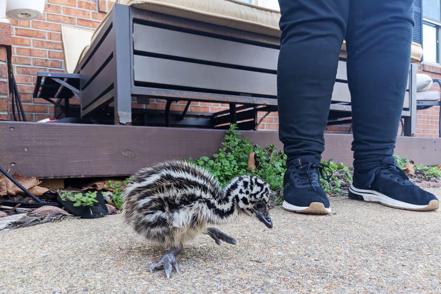 Baby Emu