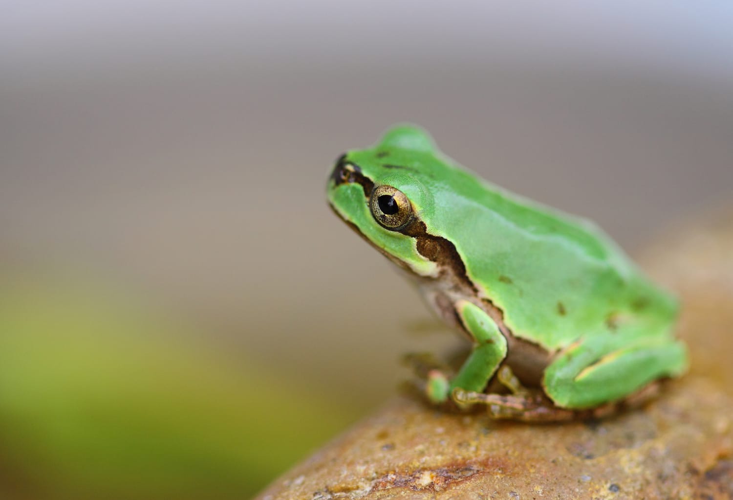 List Of Amphibians