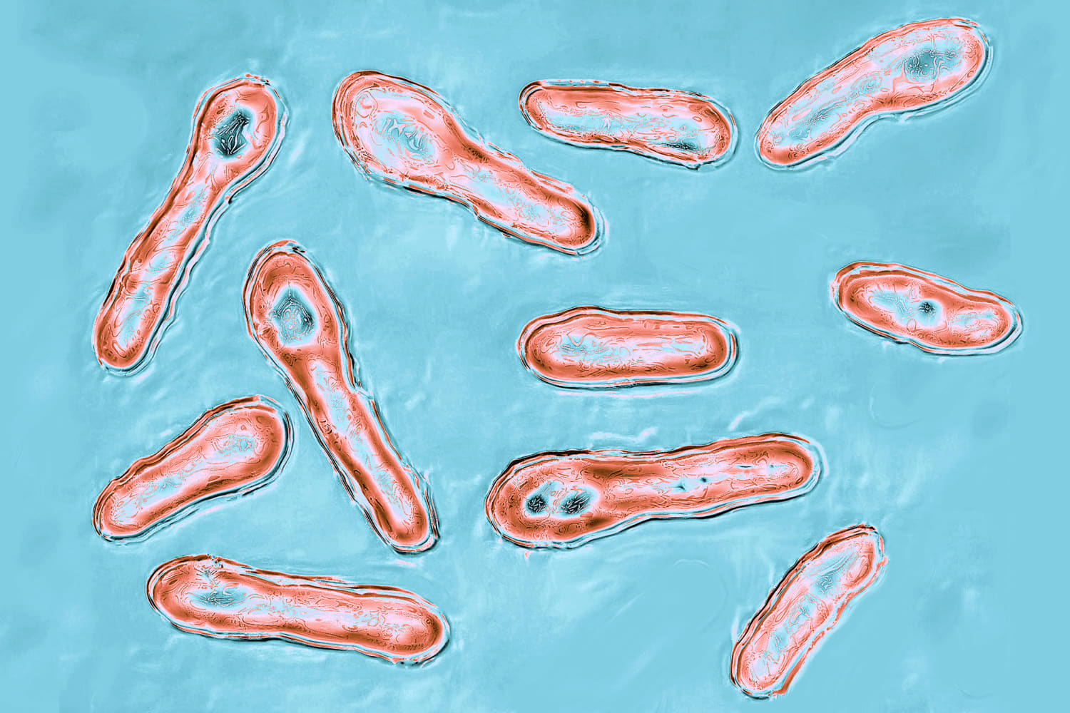 Clostridium Botulinum Bacteria