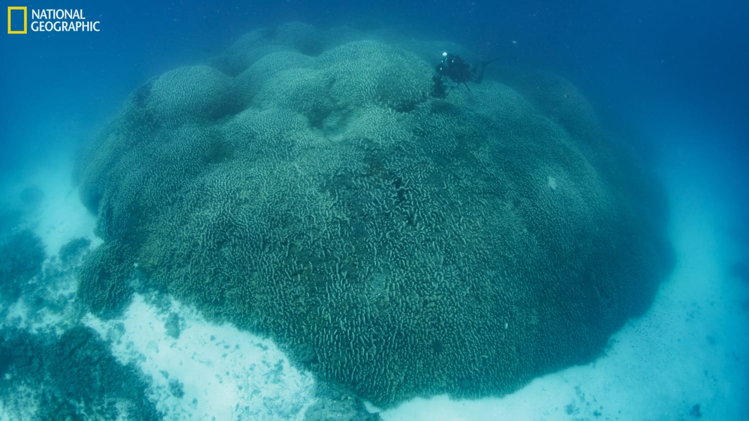 Coral Reefs Around The World Restoring Coral Reefs Around The World: