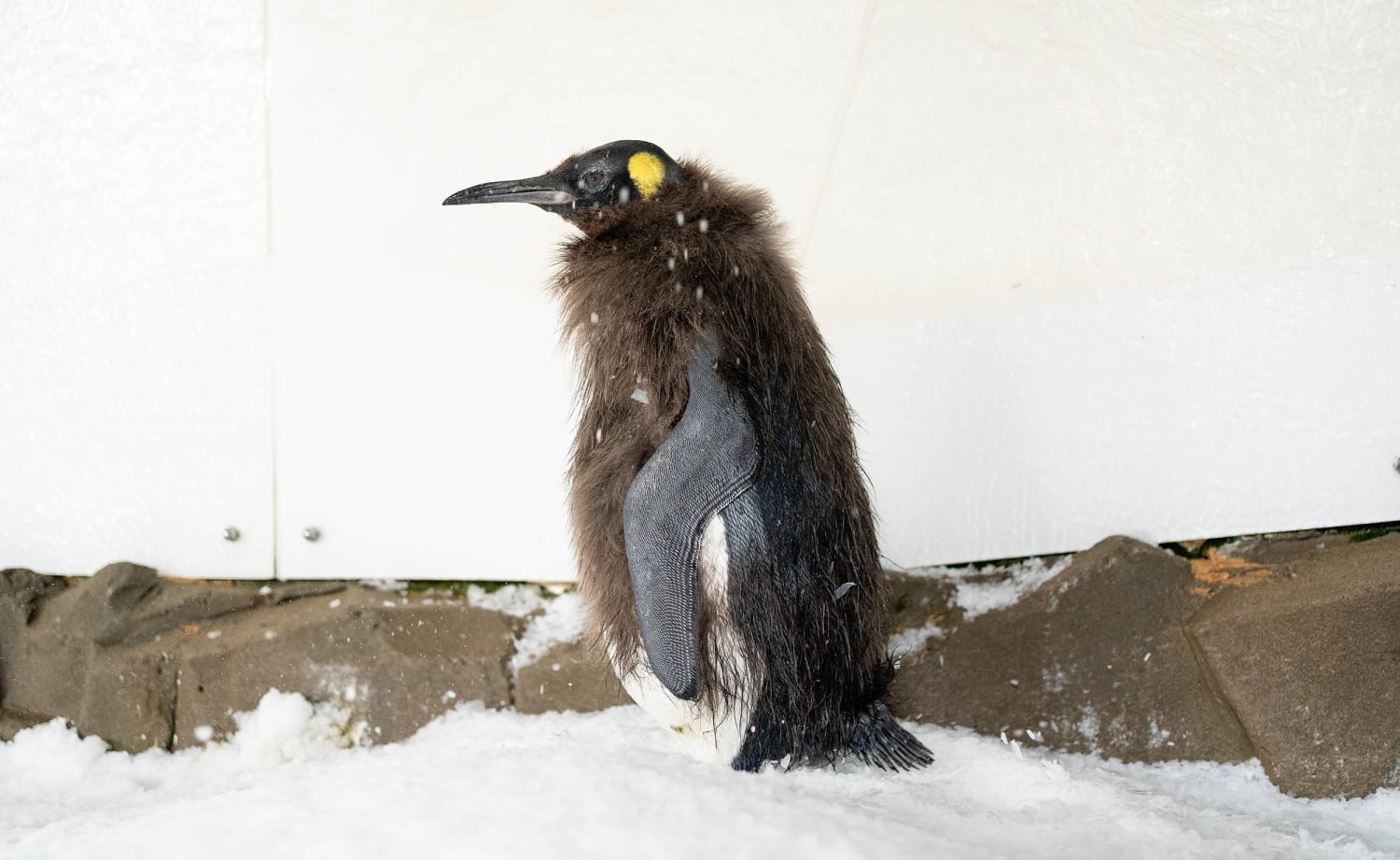 What Do They Look Like Penguins Experience Oamaru's Blue Penguin