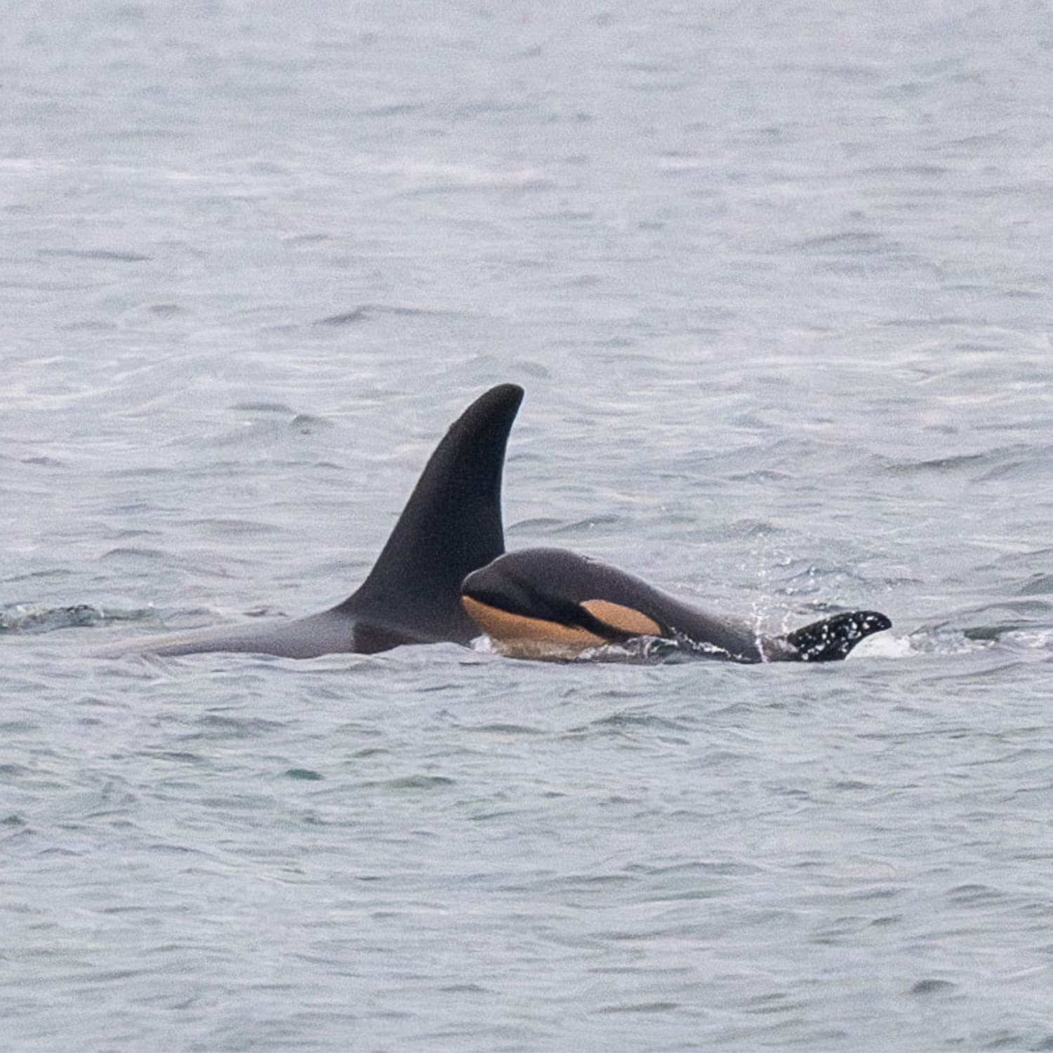 Orca Calf Orphaned Orca Calf Swims Out Of B.C. Lagoon After Being