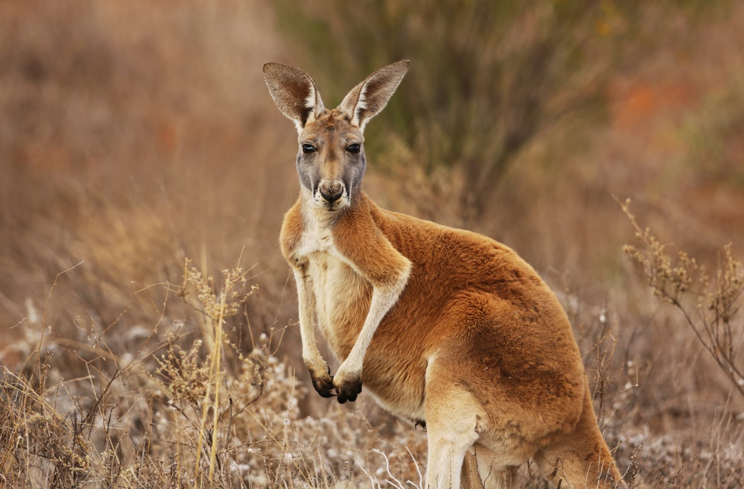 Kangaroo Aussie Kangaroos On The Beach: 5 BEST Places To See Them In