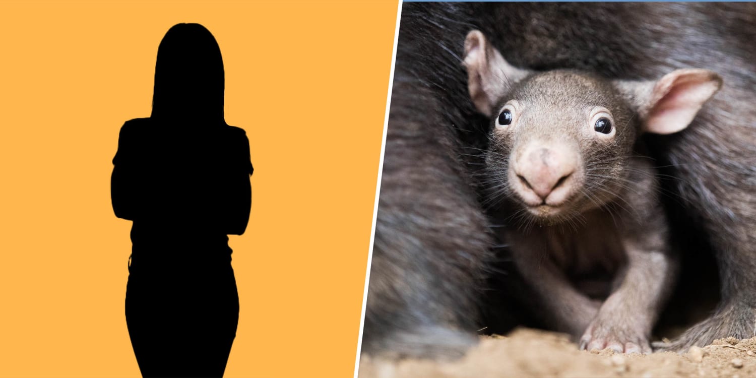 Baby Wombat Baby Southern Hairy Nosed Wombat Debuts At Brookfield Zoo