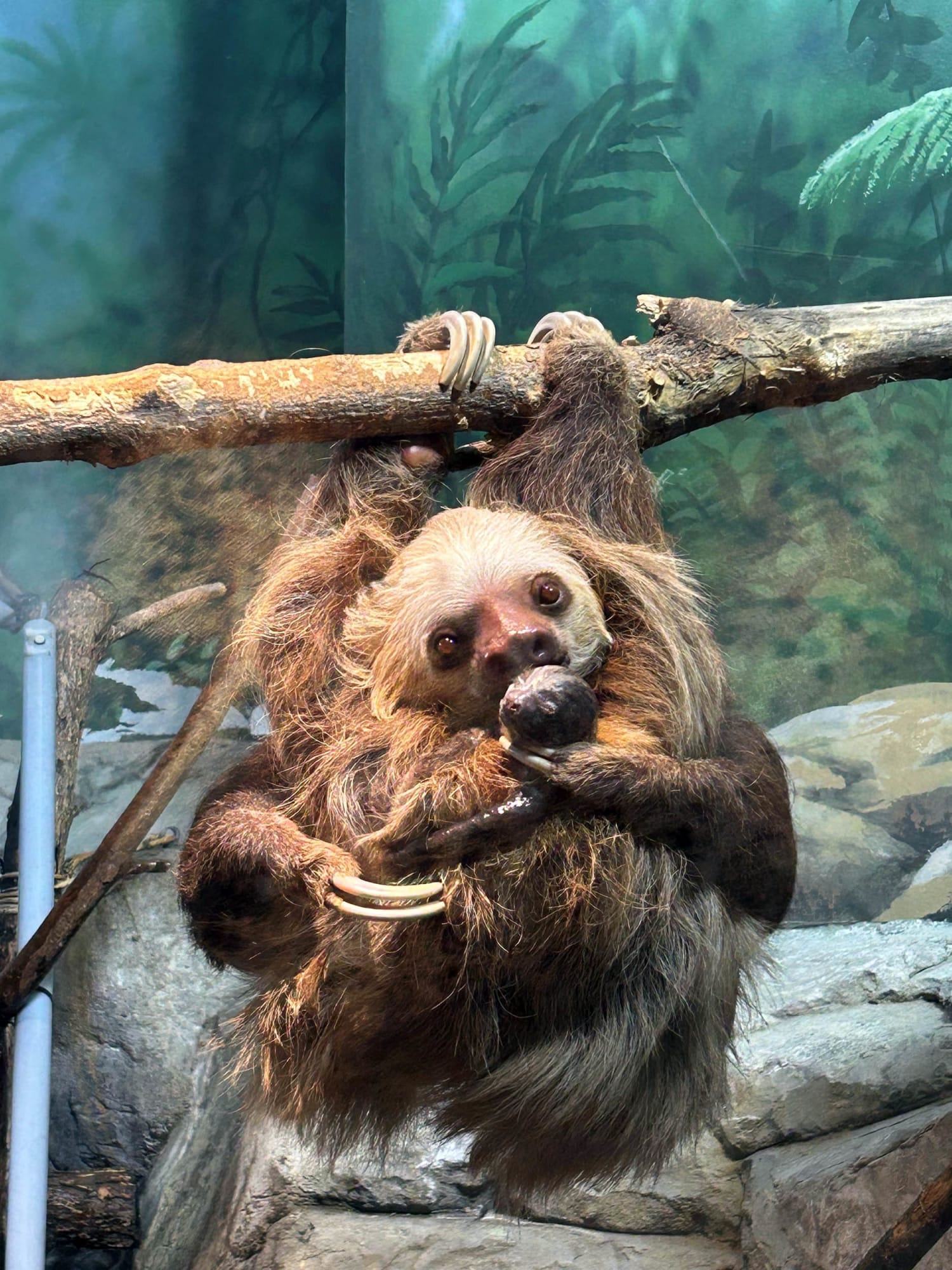 Baby Sloths Taking A Bath Sloth Mystery Solved: How Moths And Algae