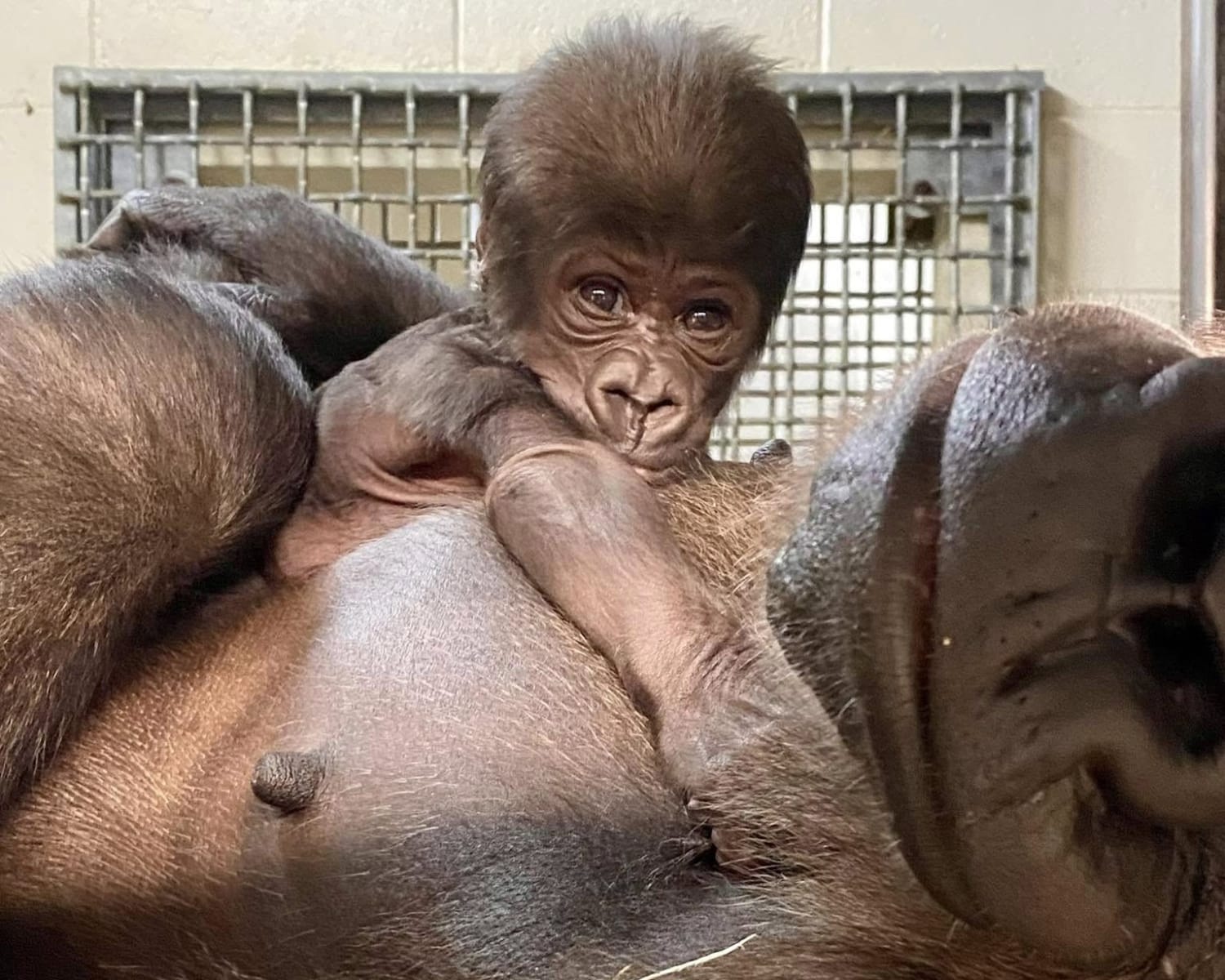 Newborn Gorilla Babies Being Born