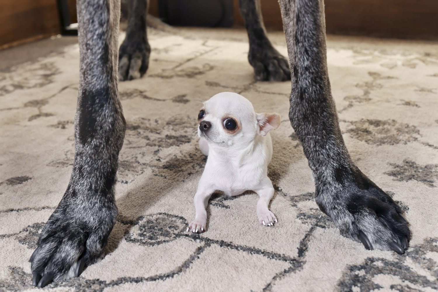 The Smallest Dog In The World