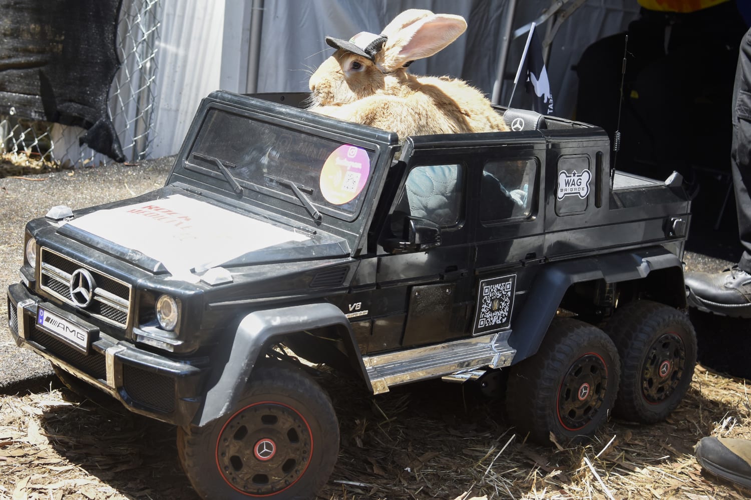 Deer Rabbit Car