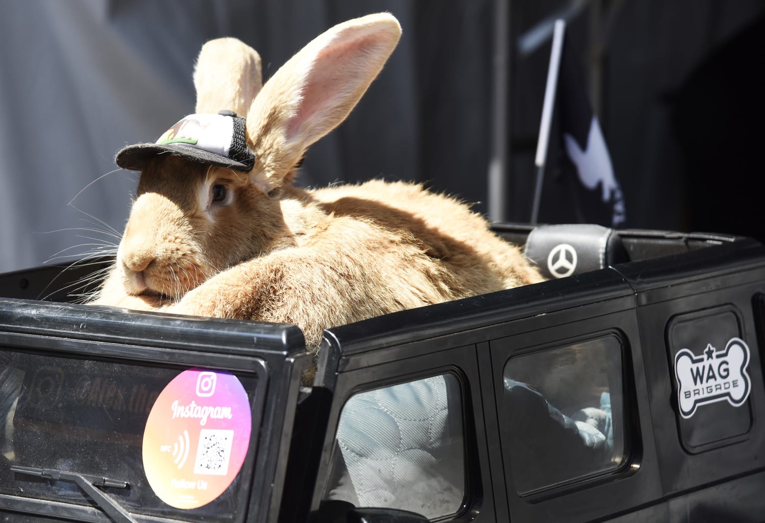 Deer Rabbit Car