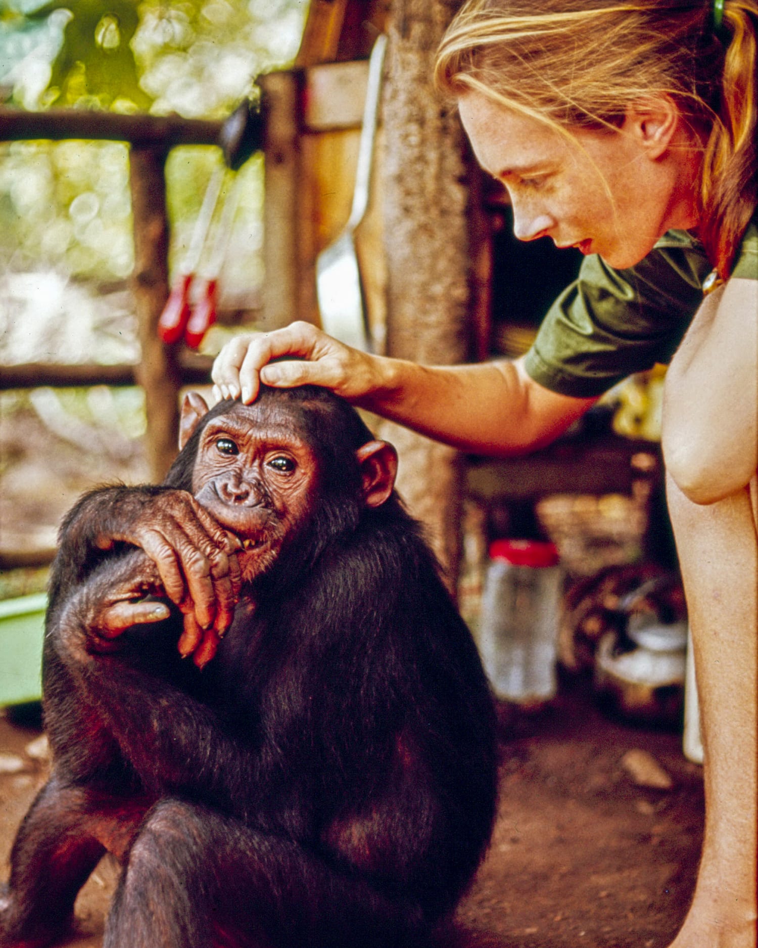 Jane Goodall in photos: Her legacy as a chimpanzee researcher and ...