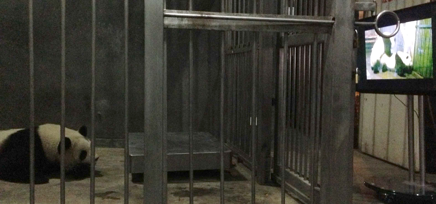 Pandaporn - Best photos on dibujosparaimprimir.net