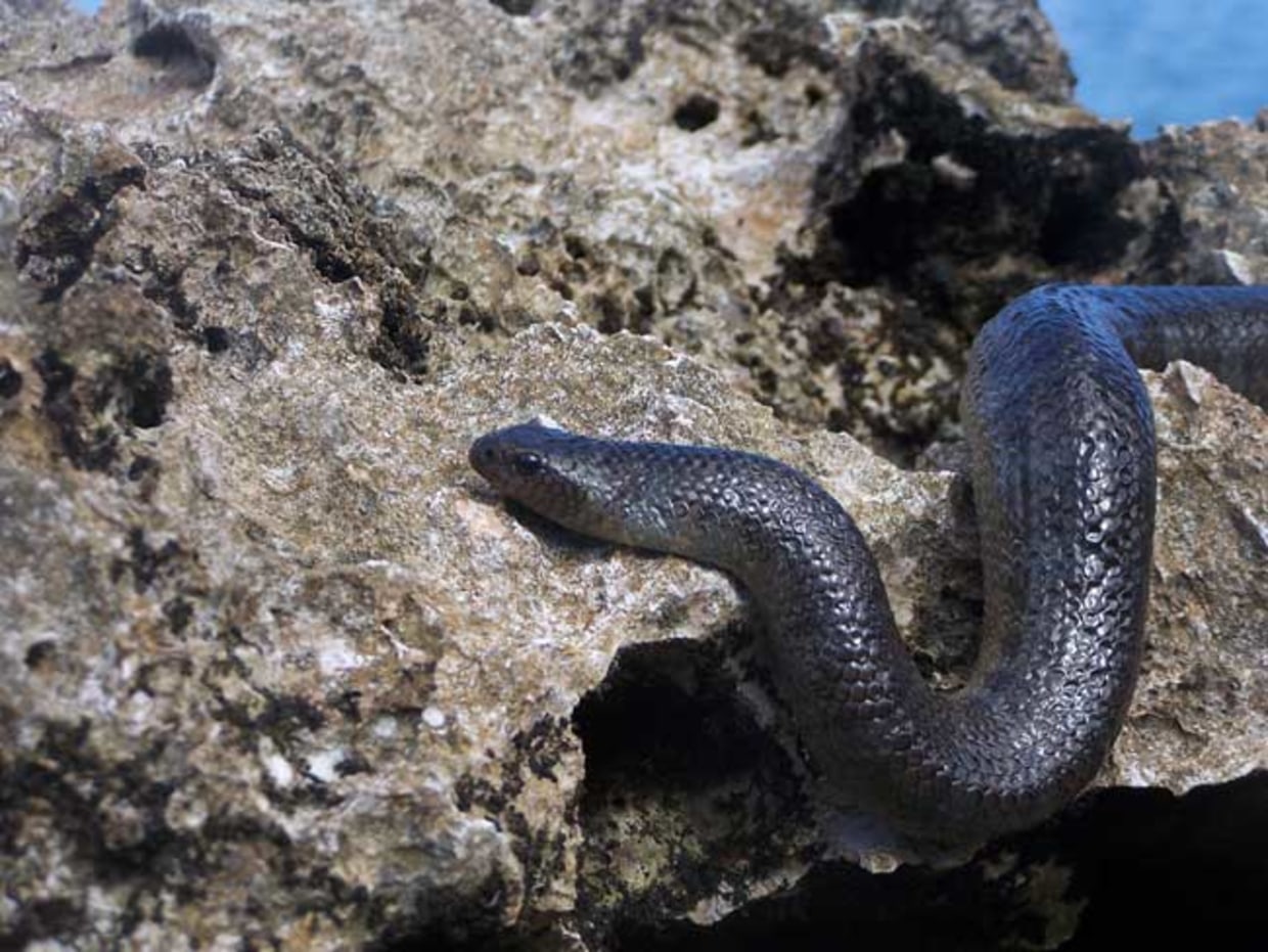 Freshwater Snakes A Beautiful Florida Water Snake (Nerodia Fasciata