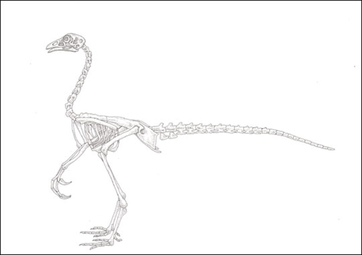 chicken skeleton drawing