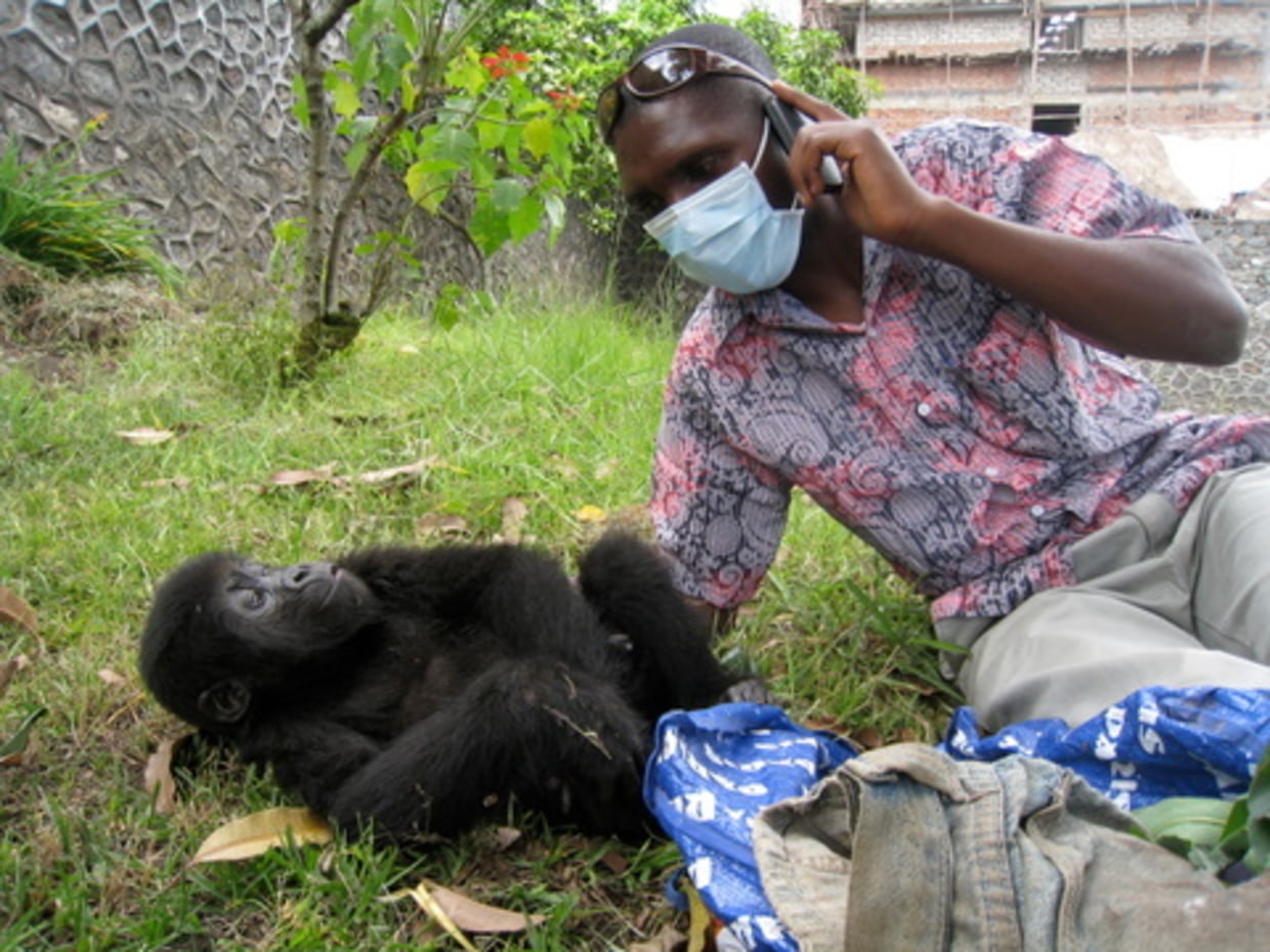 arrested development gorilla