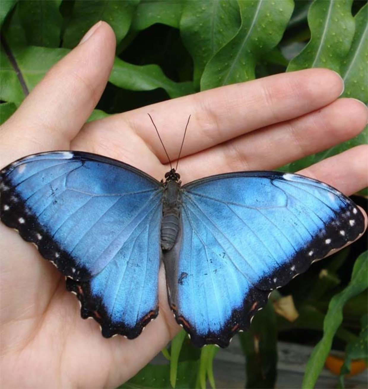 Real Blue Butterfly Wings Butterflies | NISE Network