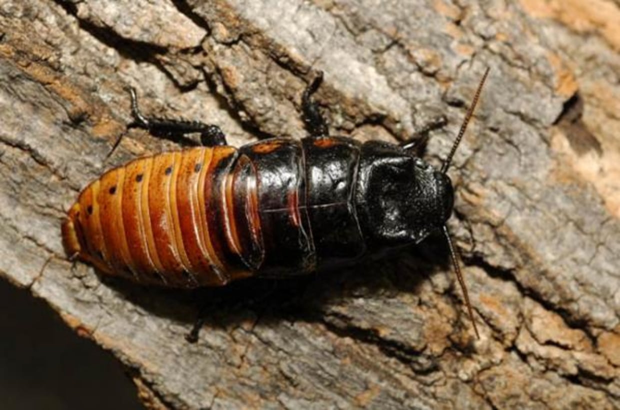 Big Cockroach For Pinterest How To Build Your Own Cockroach Cyborg