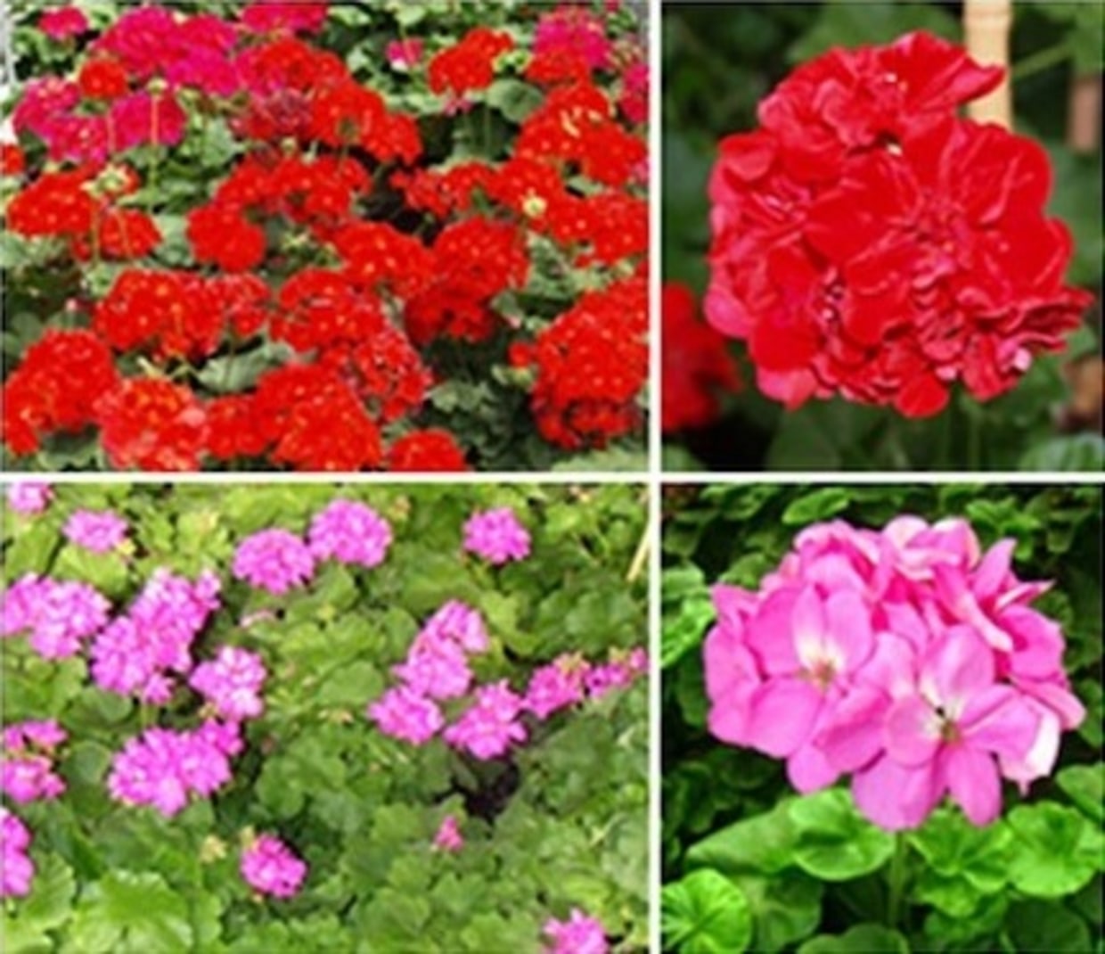 Geranium Plant Information Geranium Century F1 Red (Garden Ready) | J