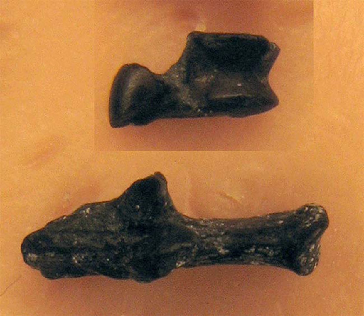 rabbit evolutionary history