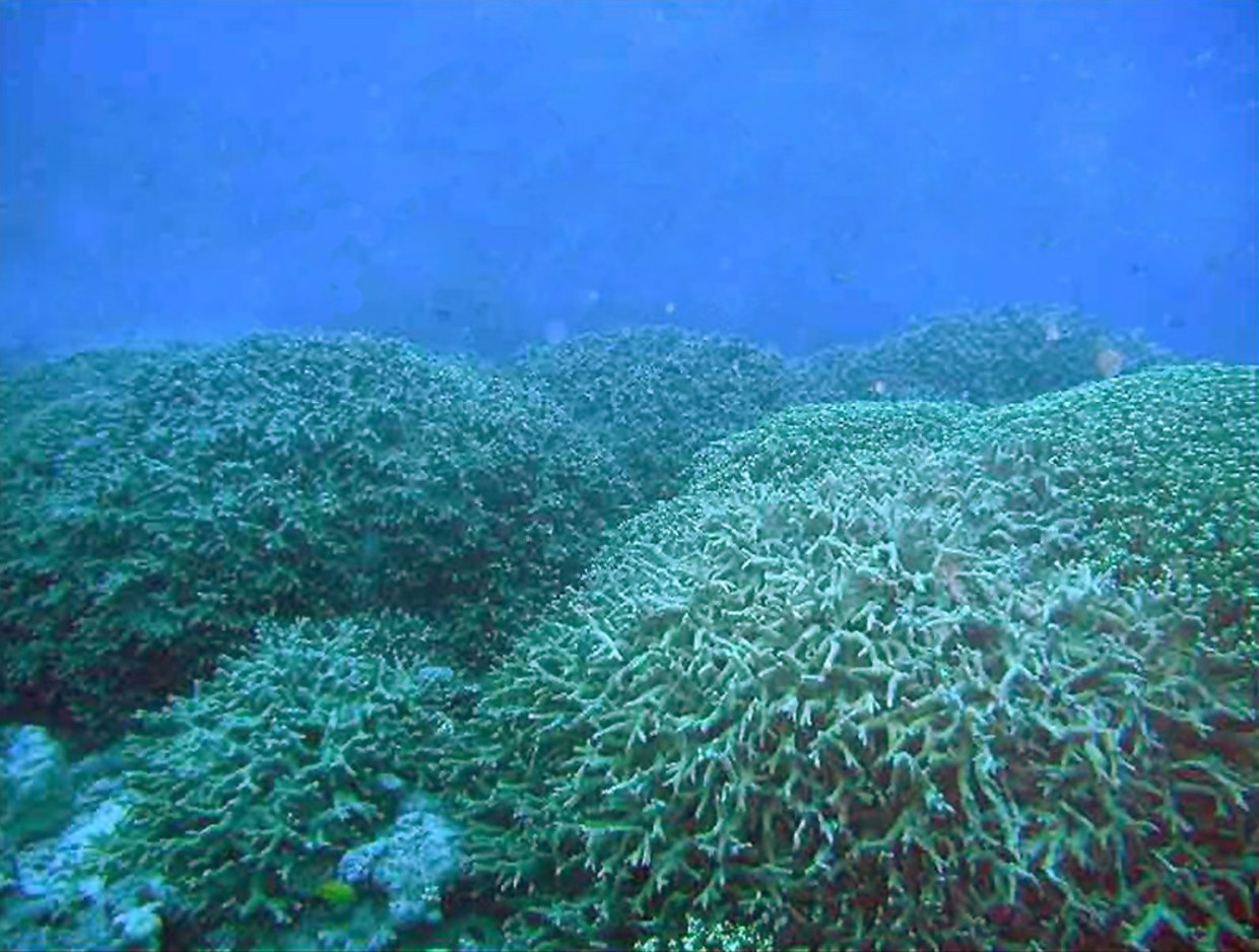 atoll reef