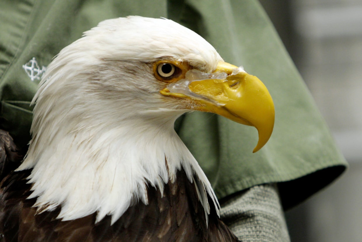 Eagle Beak Open Bald Eagle Bird Head Looking Straight On Beak Open