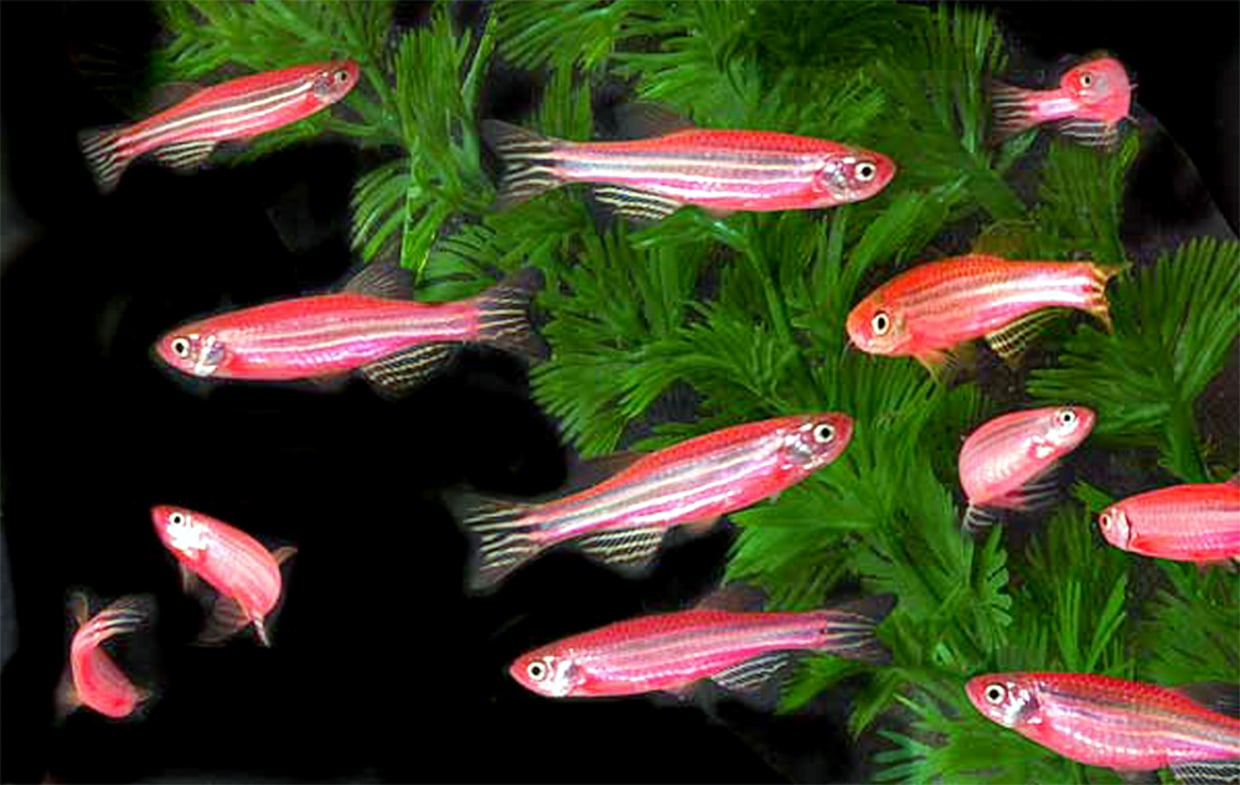 glofish zebra