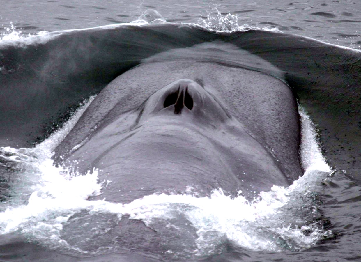Obese Whale Fat Whale Etsy