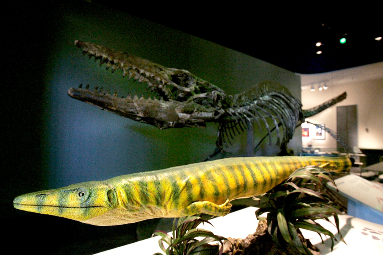 dakosaurus skeleton