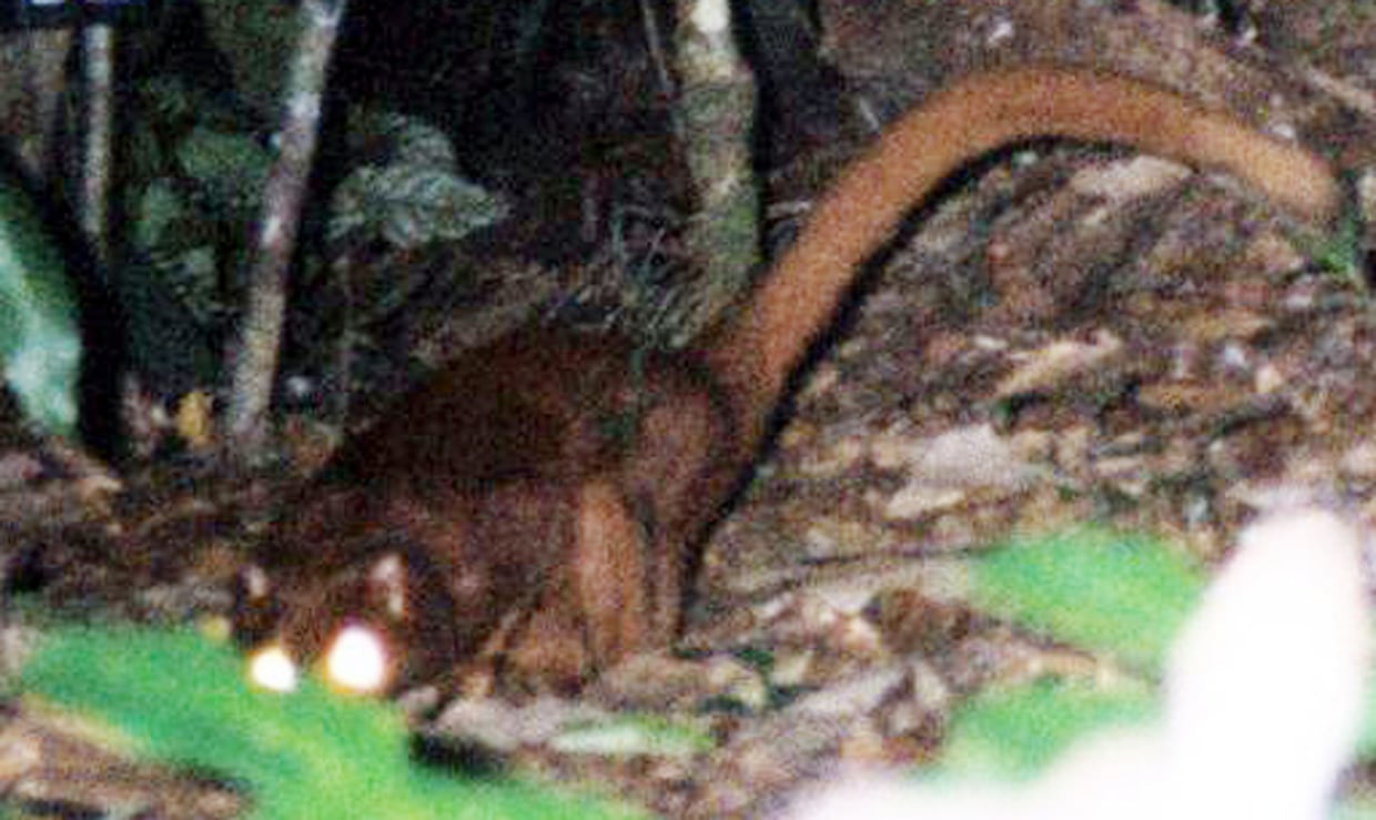 predators in borneo