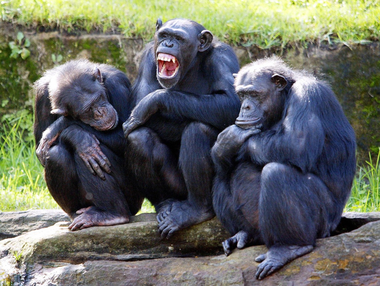 do chimps think