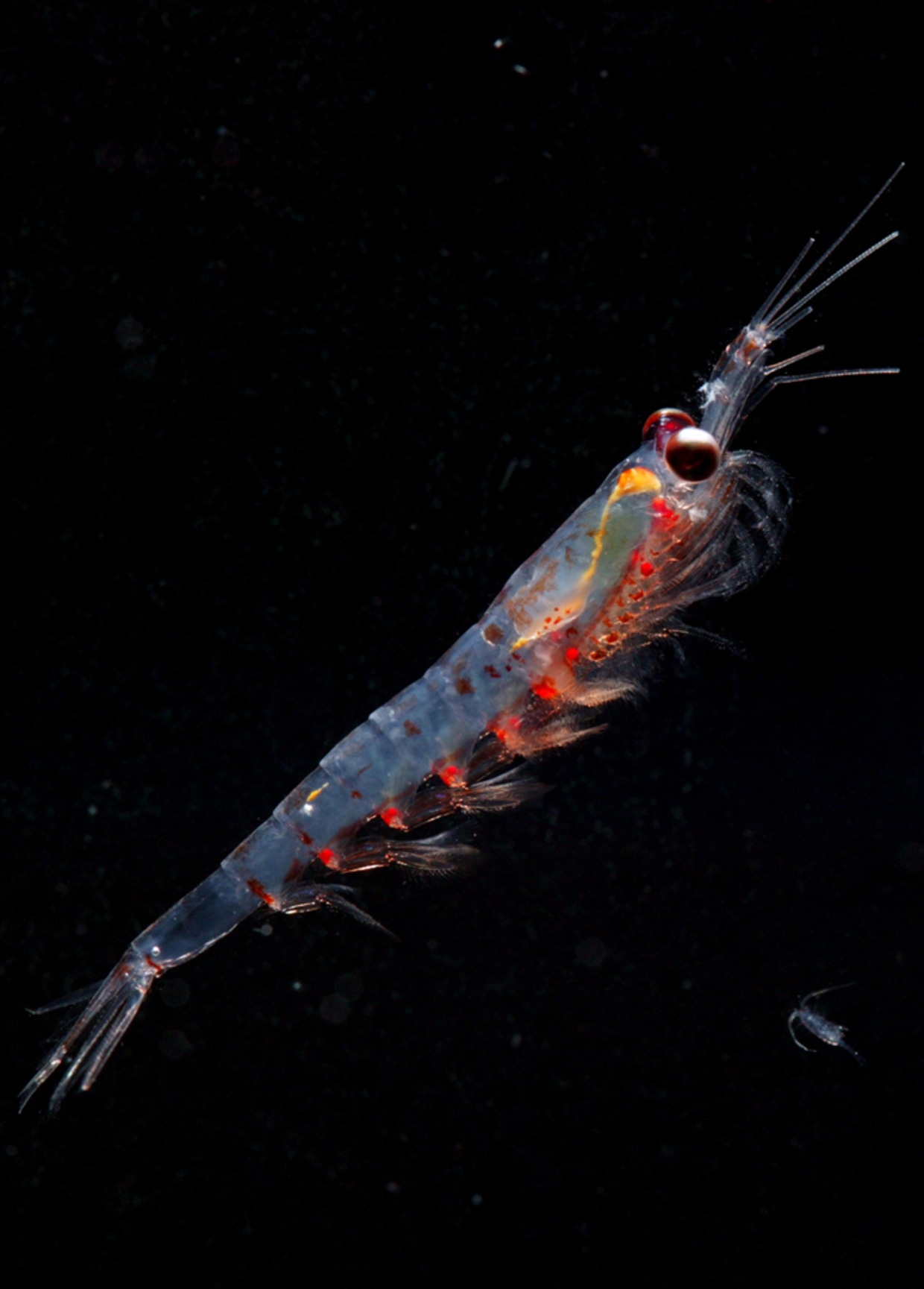what is krill in the ocean