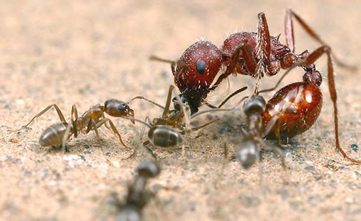 fire ants attacking animals