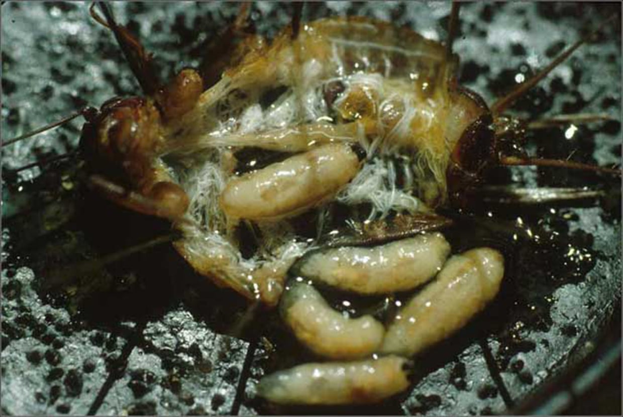 cricket insect larvae
