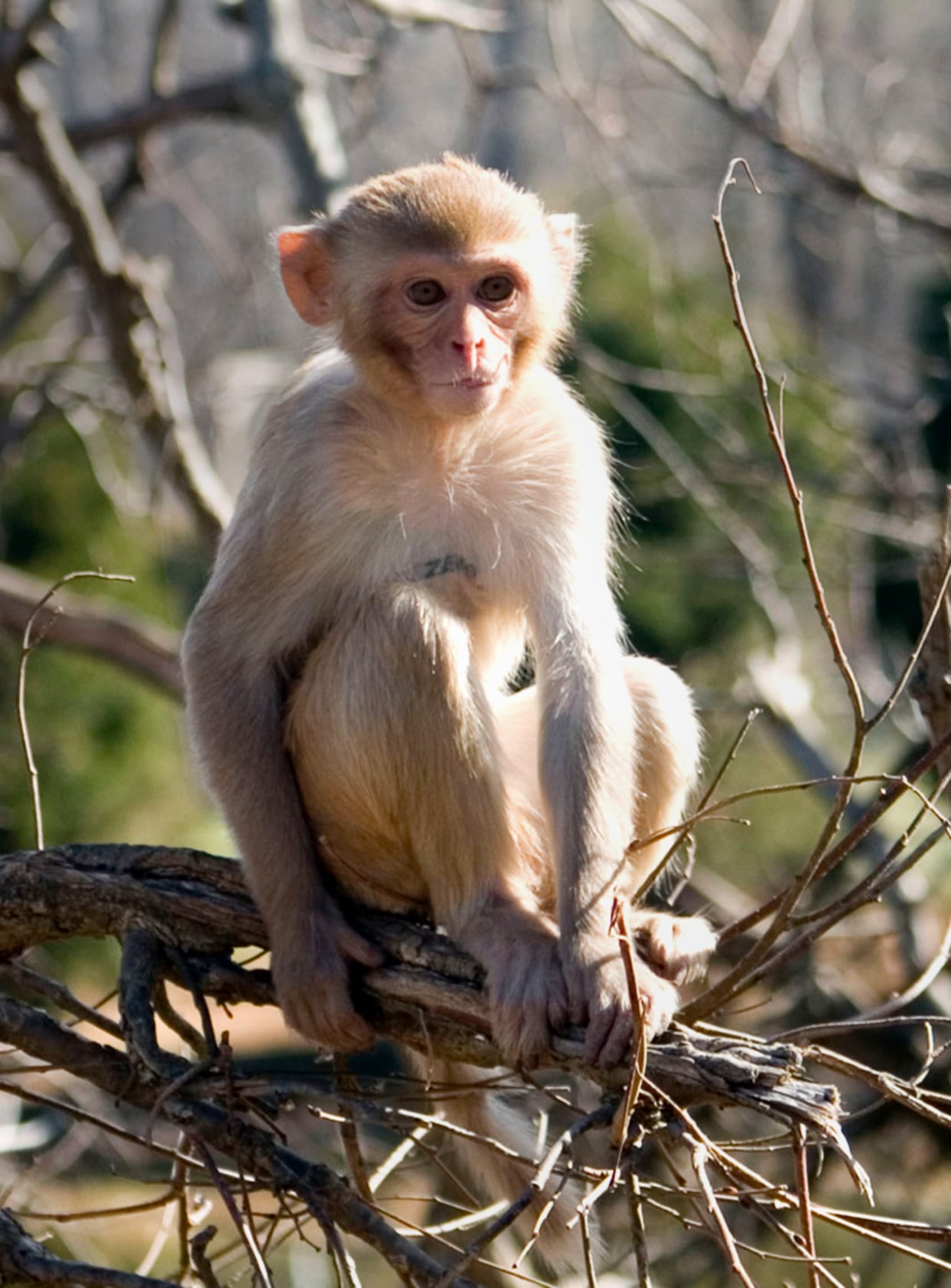 rhesus negative monkey