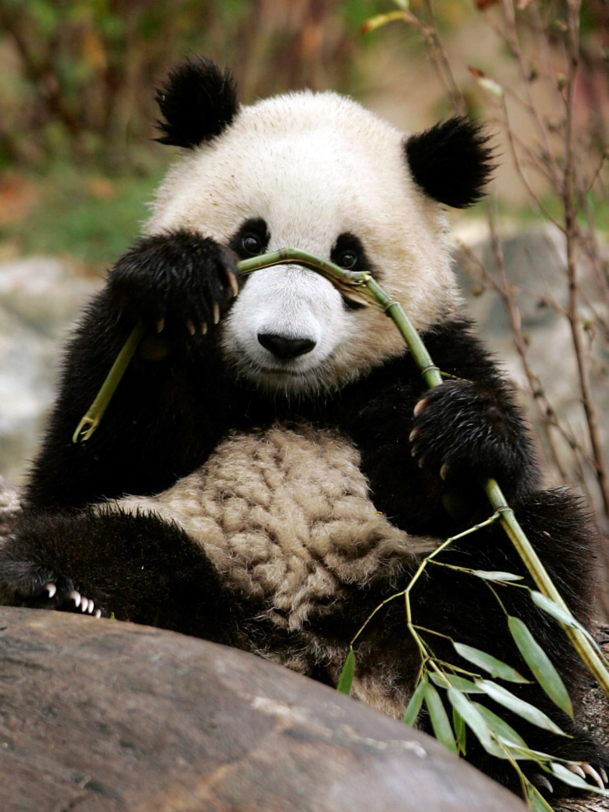 real cute panda