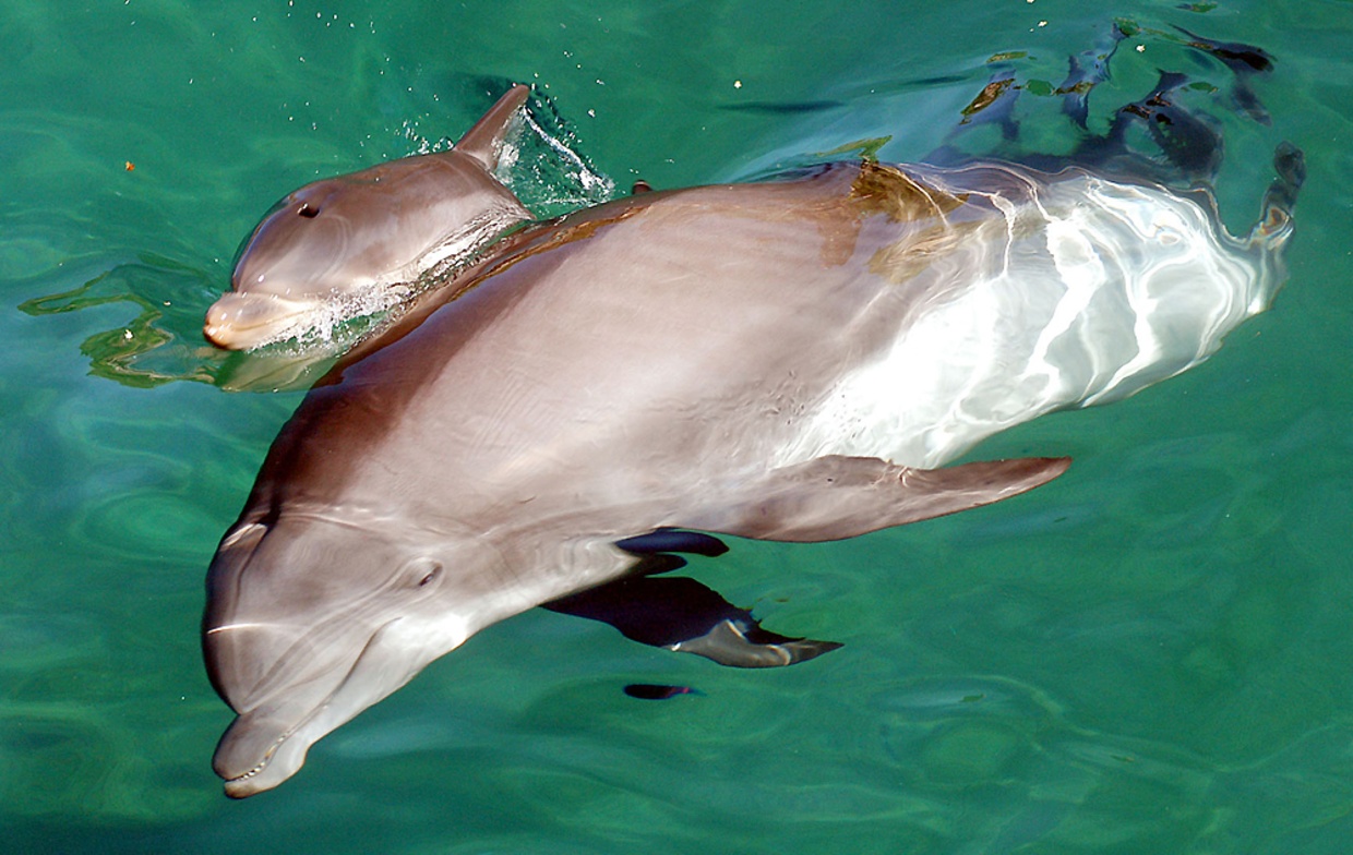 dolfin neonatal study