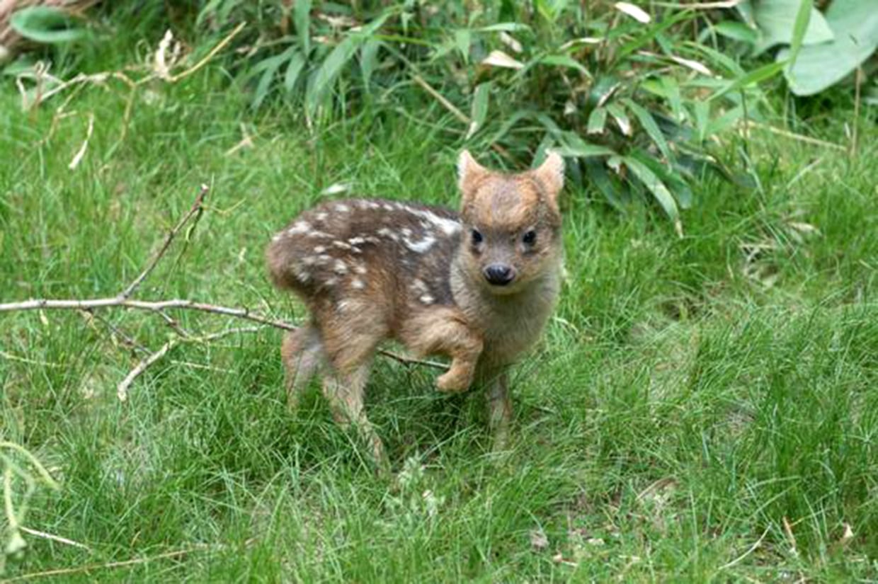Tiniest Deer Hamster Sized Rare Deer Born In Spain | You