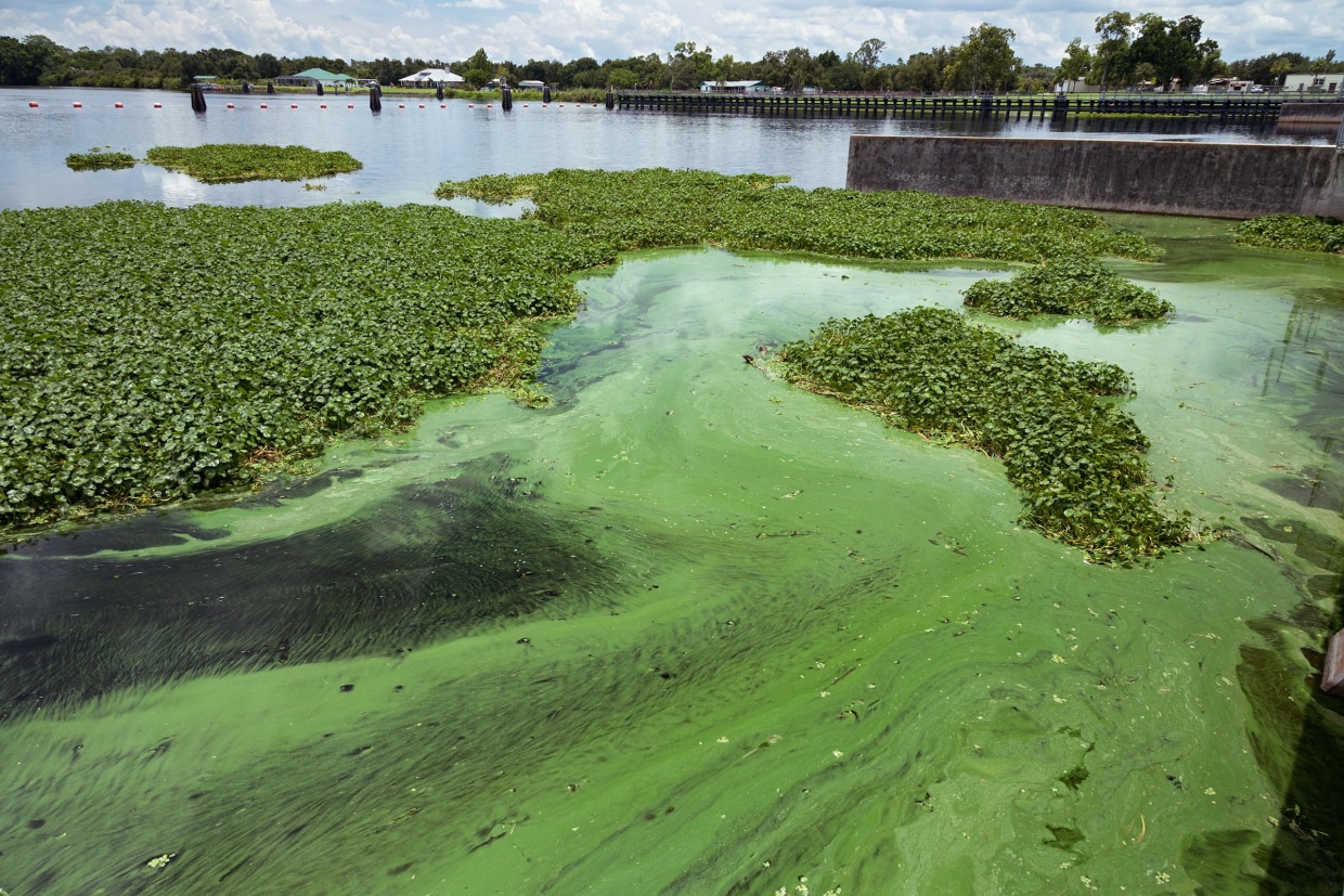 Green Algae Florida Health Officials Issue Blue Green Algae Bloom