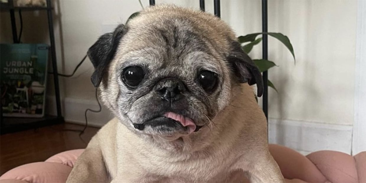Pugs Leanbh Gleoite Lola | Purebred, Healthy Pug Puppy For Sale