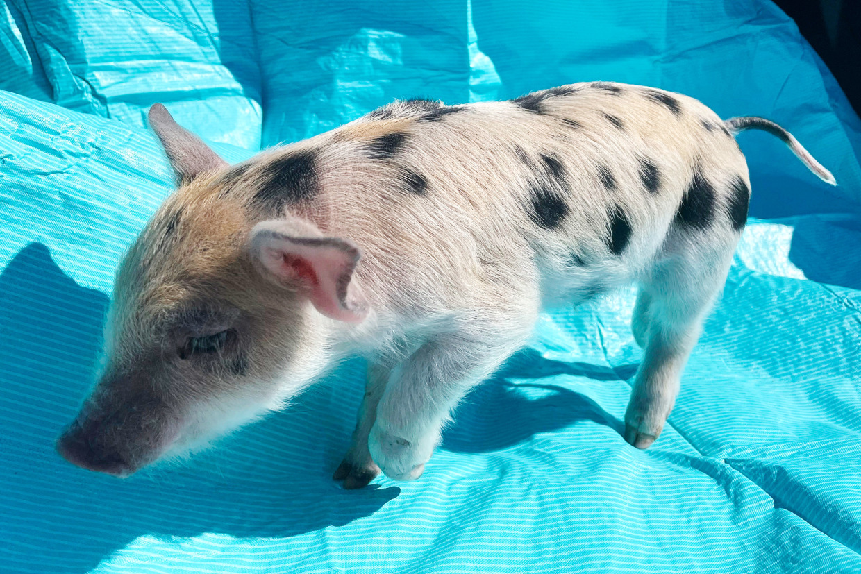Minnesota baseball team sticking with 'Ozempig' as its mascot | Radio Gunk