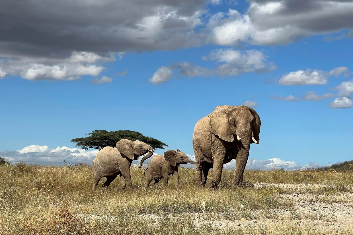 African elephants call each other by unique names, new study shows ...