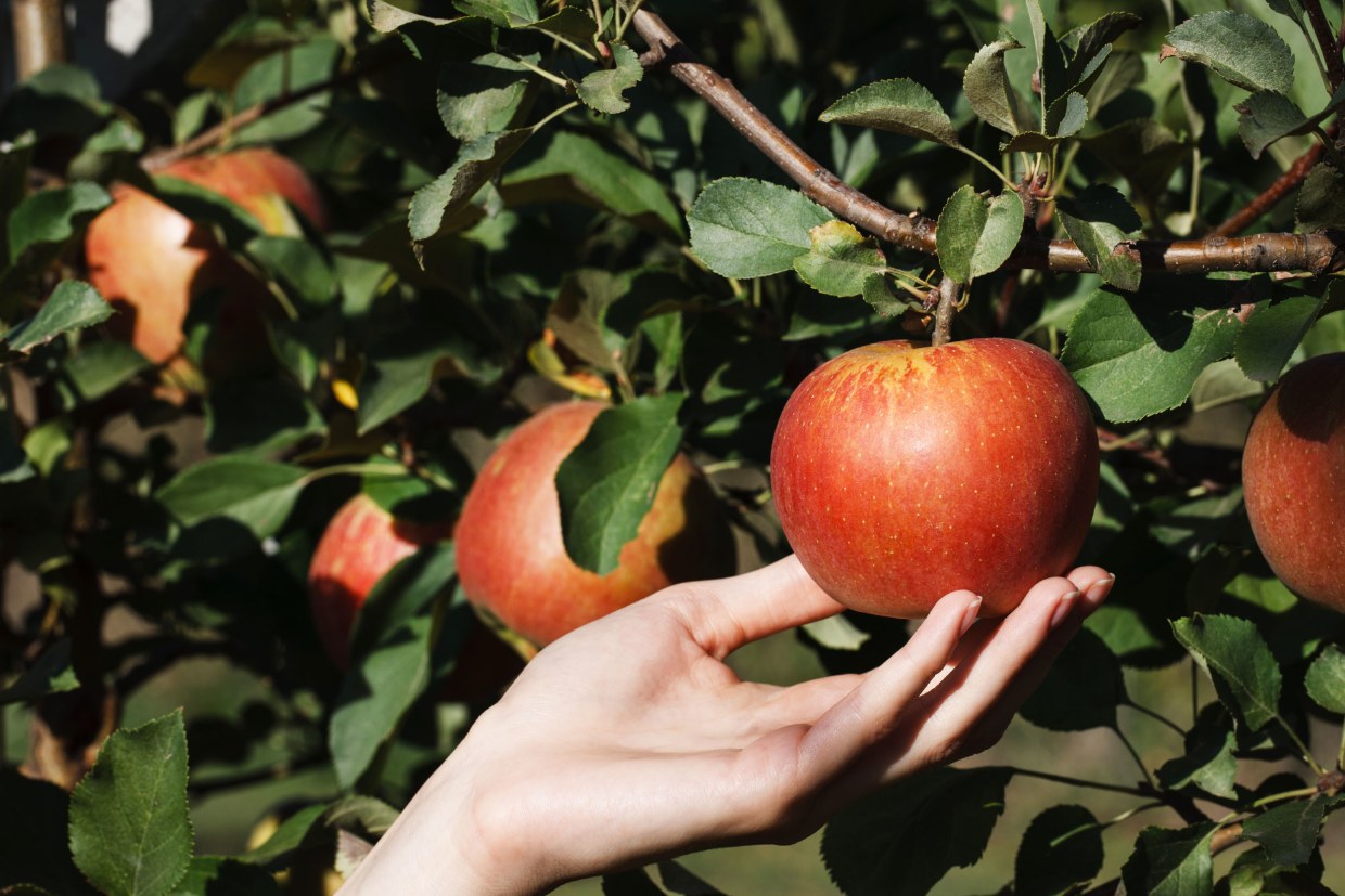 Picking Apple Quotes