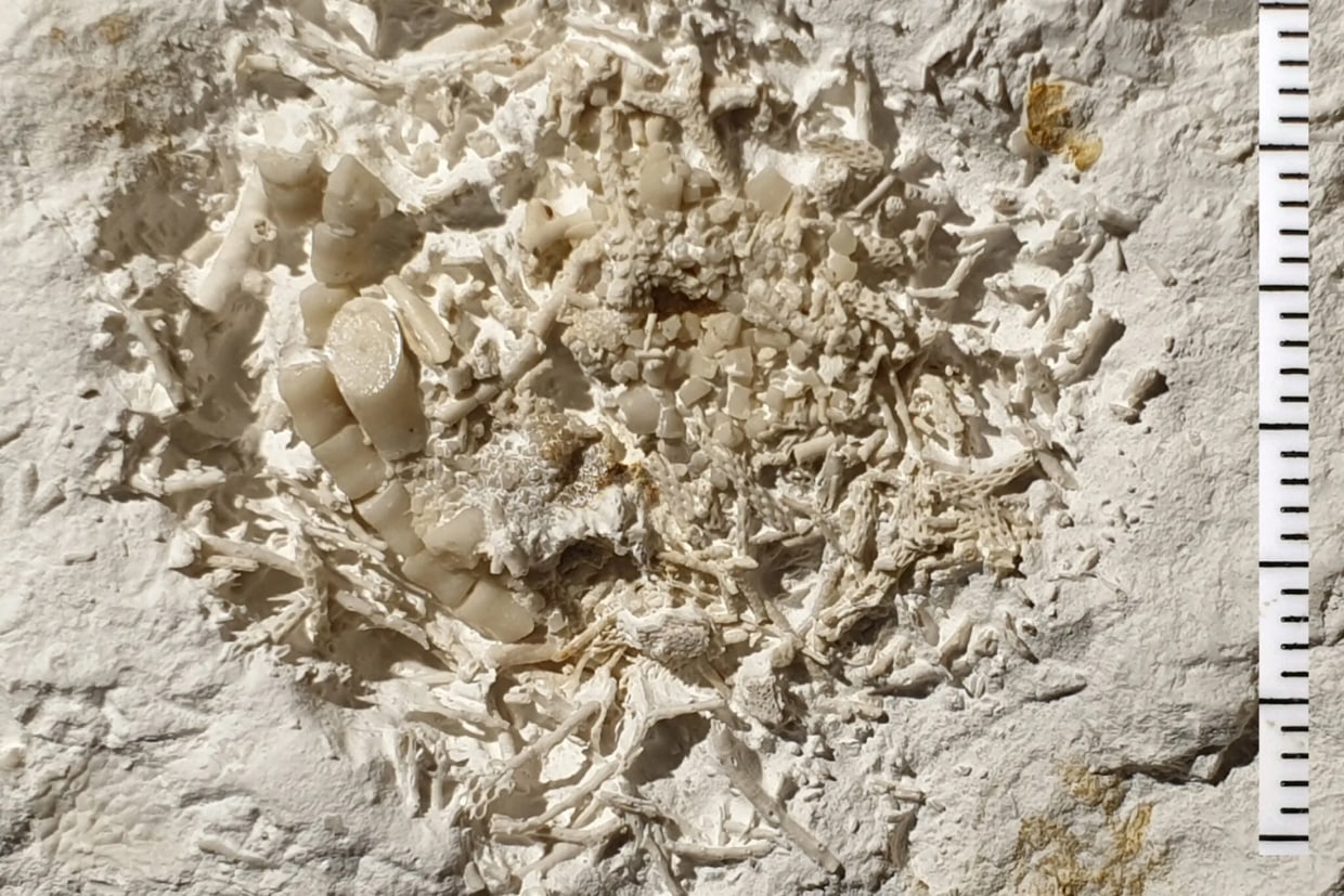Schimmel Vs. Gegossenes Fossil