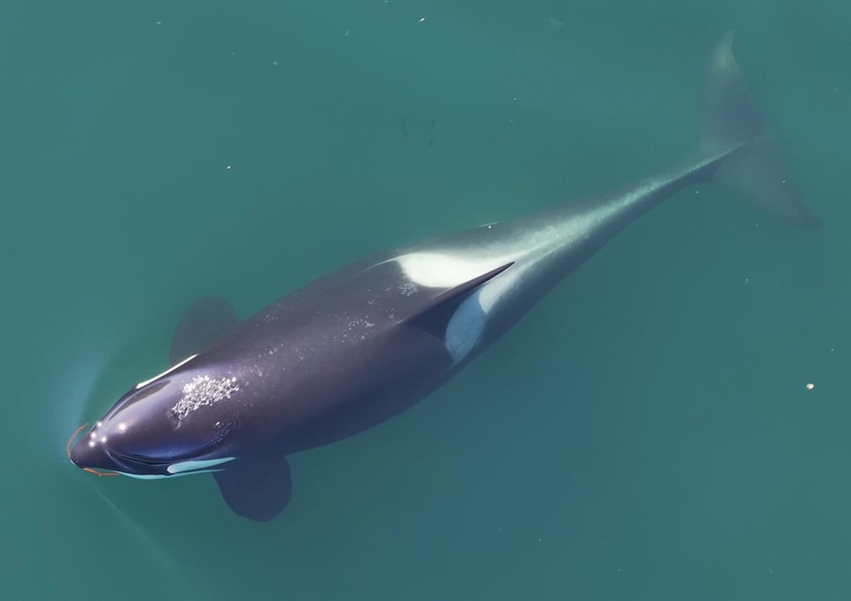 Orcas may be able to make and use tools, new research shows – NBC Chicago