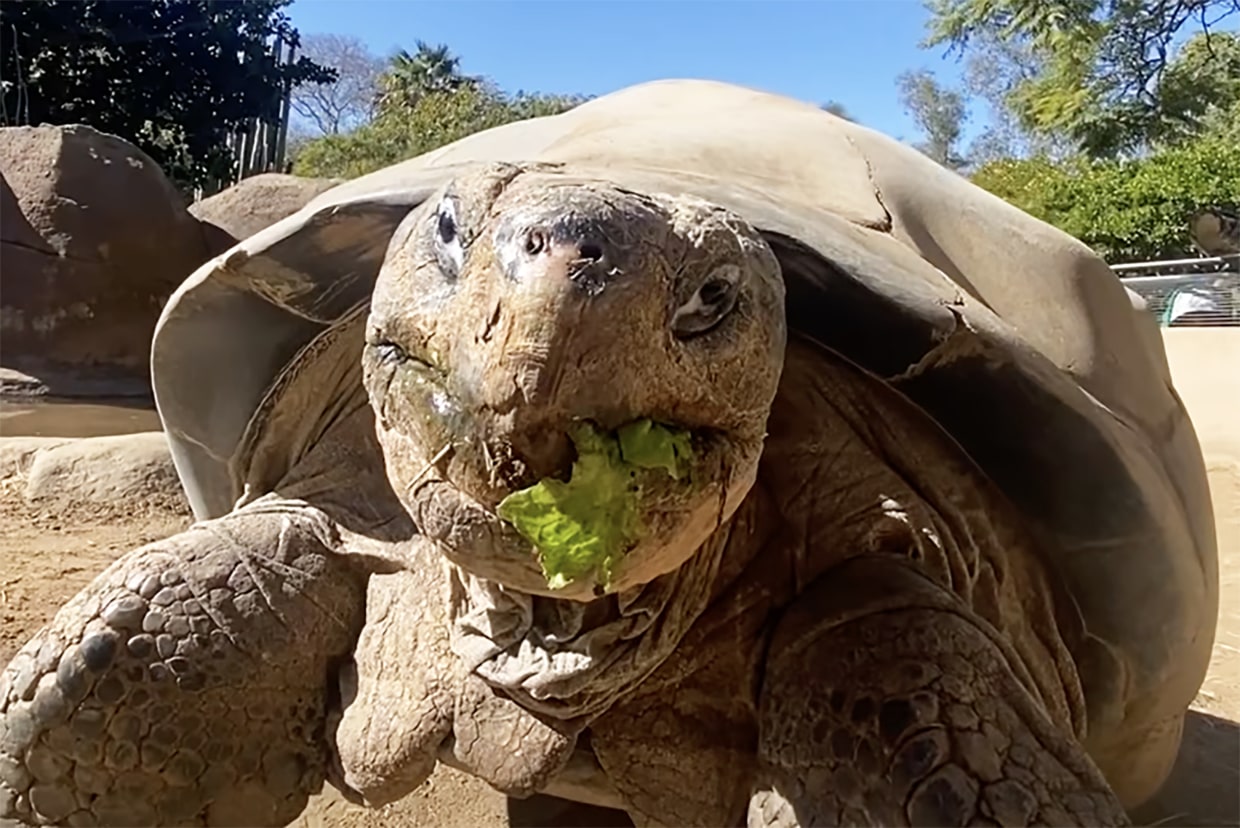 Gramma the Galápagos Tortoise: A Legacy of Longevity, Resilience, and ...