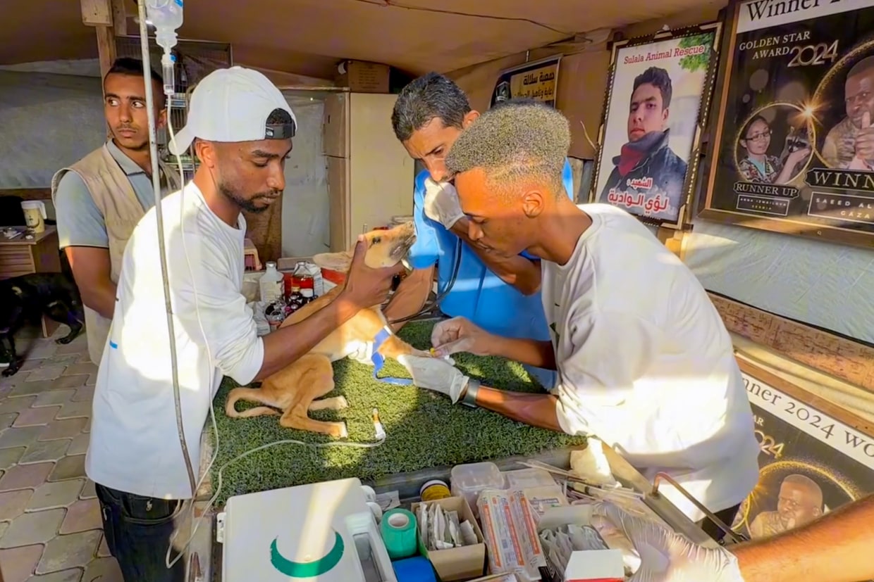 At Gaza’s only animal shelter, workers share what food they have with ...