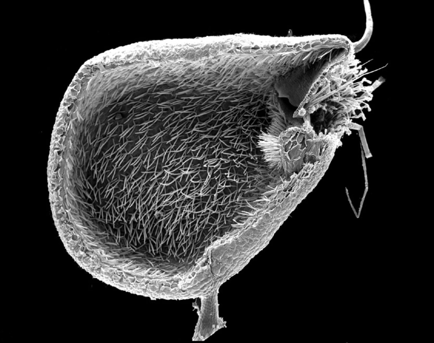 carnivorous bladderwort