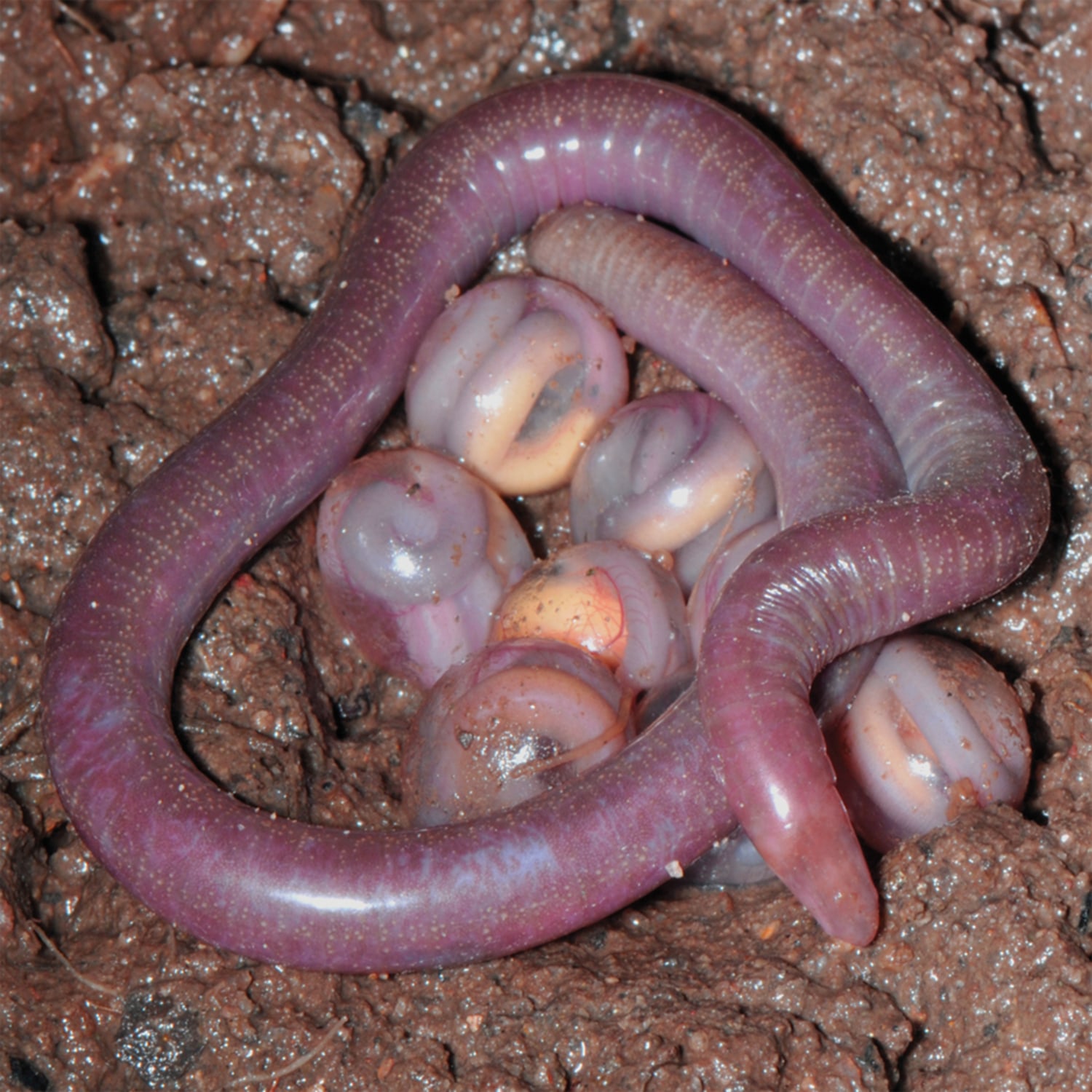 caecilian worm