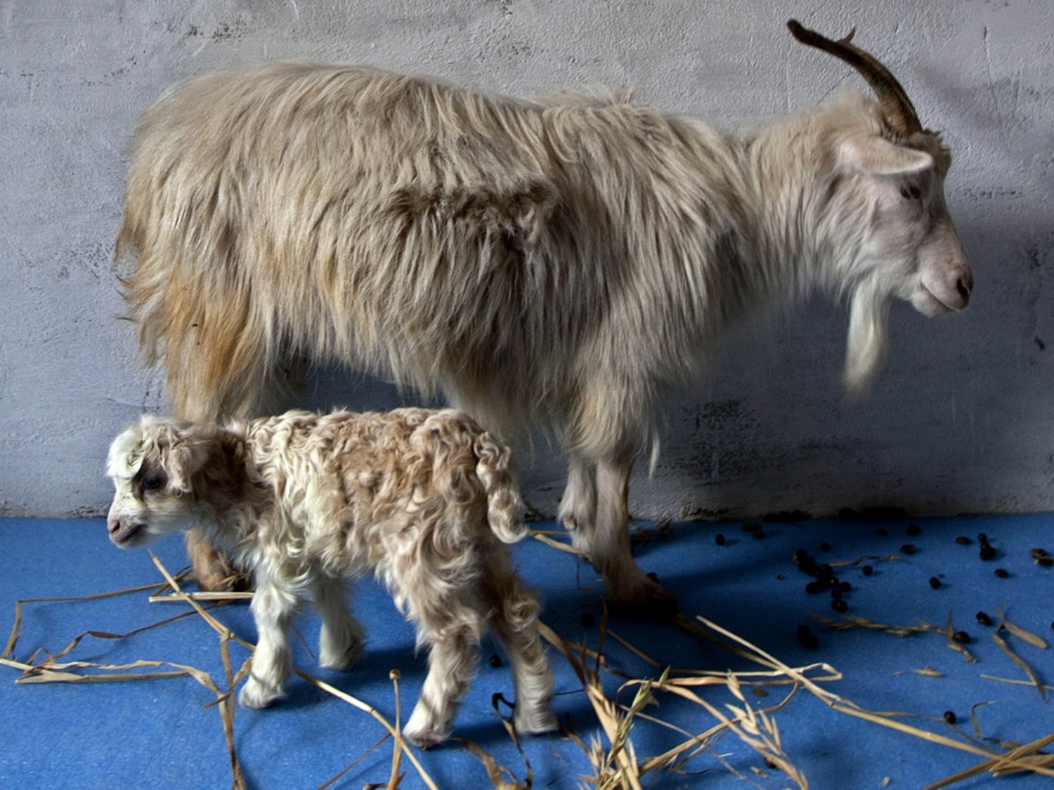 Cashmere Goat